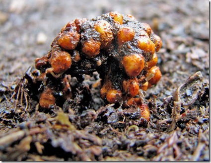 Brede High Woods: Nodules on roots of alder (Alnus glutinosa)
